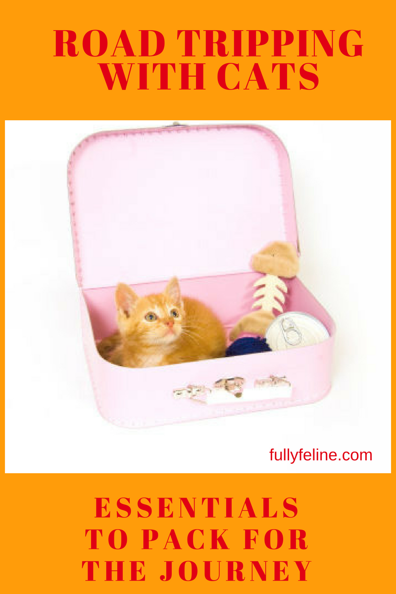 Traveling With Cats: Essentials For Road Tripping - Fully Feline