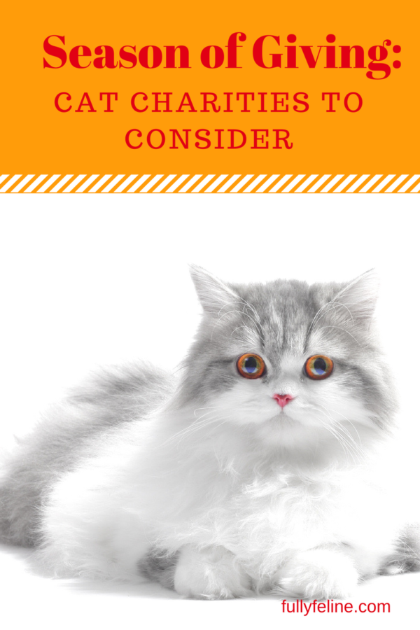 Cat Charities To Consider Donating To This Holiday Season