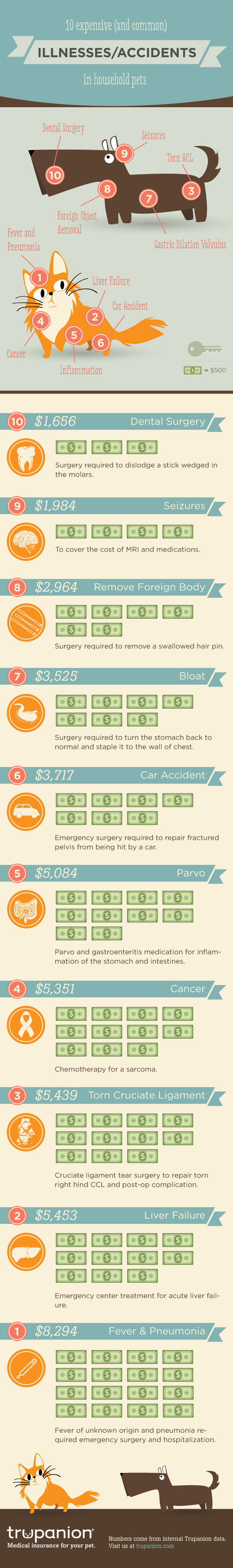 10 Common And Expensive Pet Injuries (Infographic)