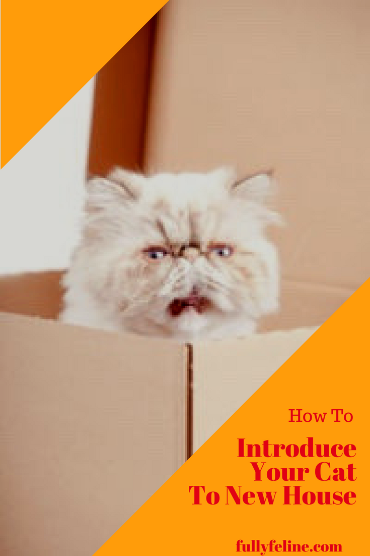Introducing Your Cat To A New Home