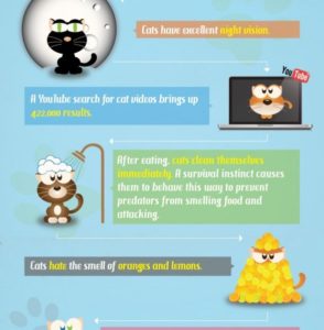 Fun Cat Facts (Infographic)