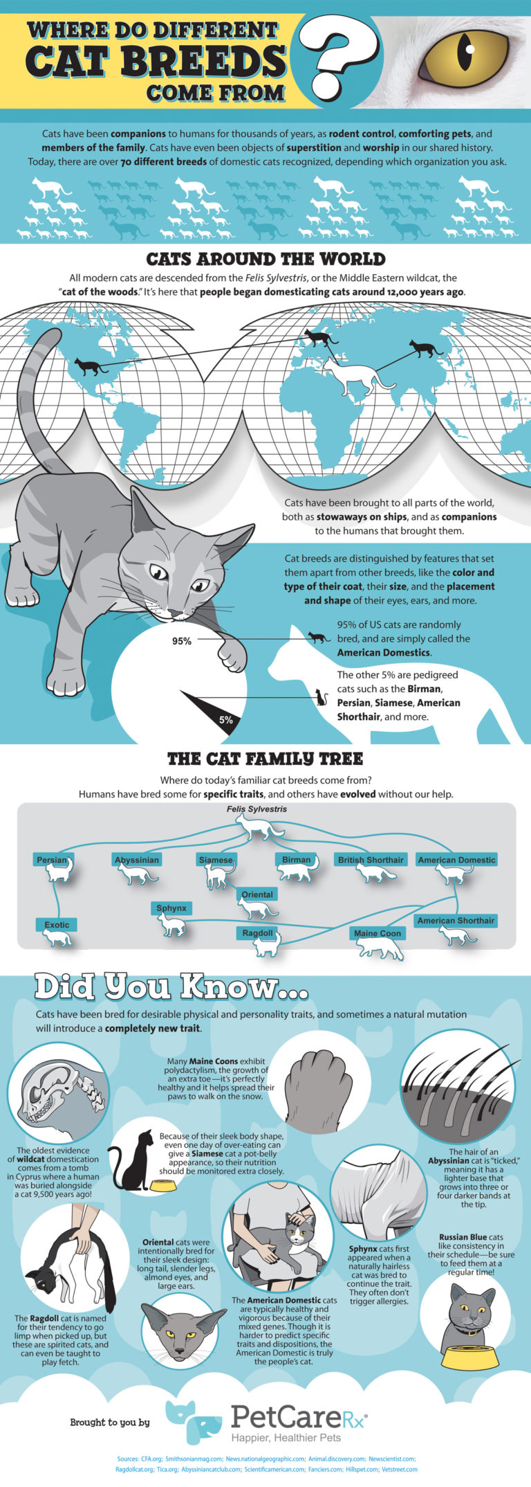 Origin Of Various Cat Breeds (Infographic)