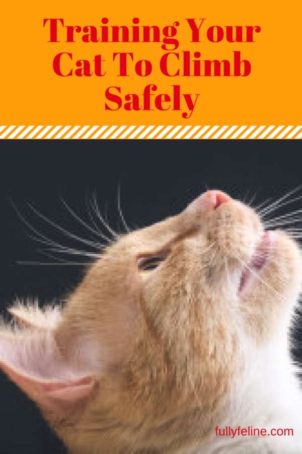 Training Your Cat To Climb Safely