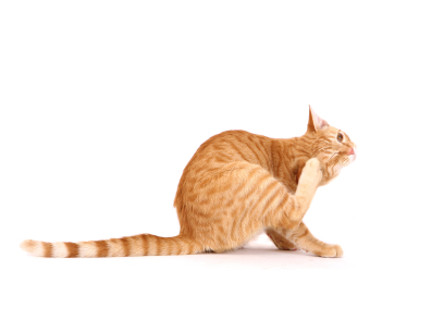 Ear Mites: Are They Affecting Your Cat?