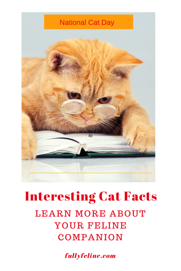 National Cat Day: Feline Facts You May Not Know