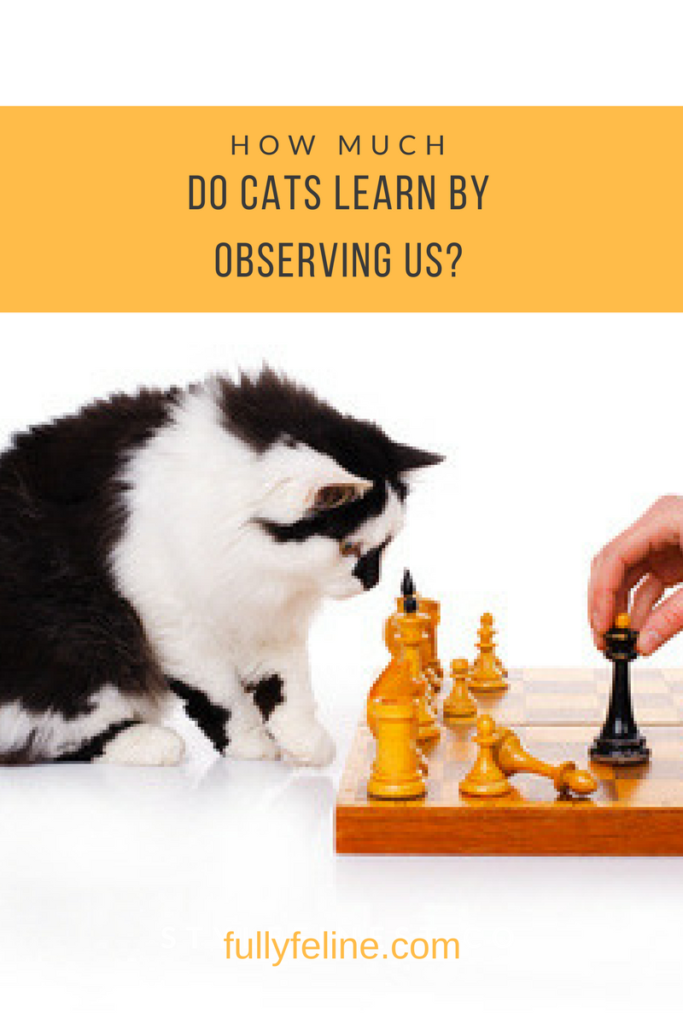 Cat Behavior: Is Your Cat Copying You?