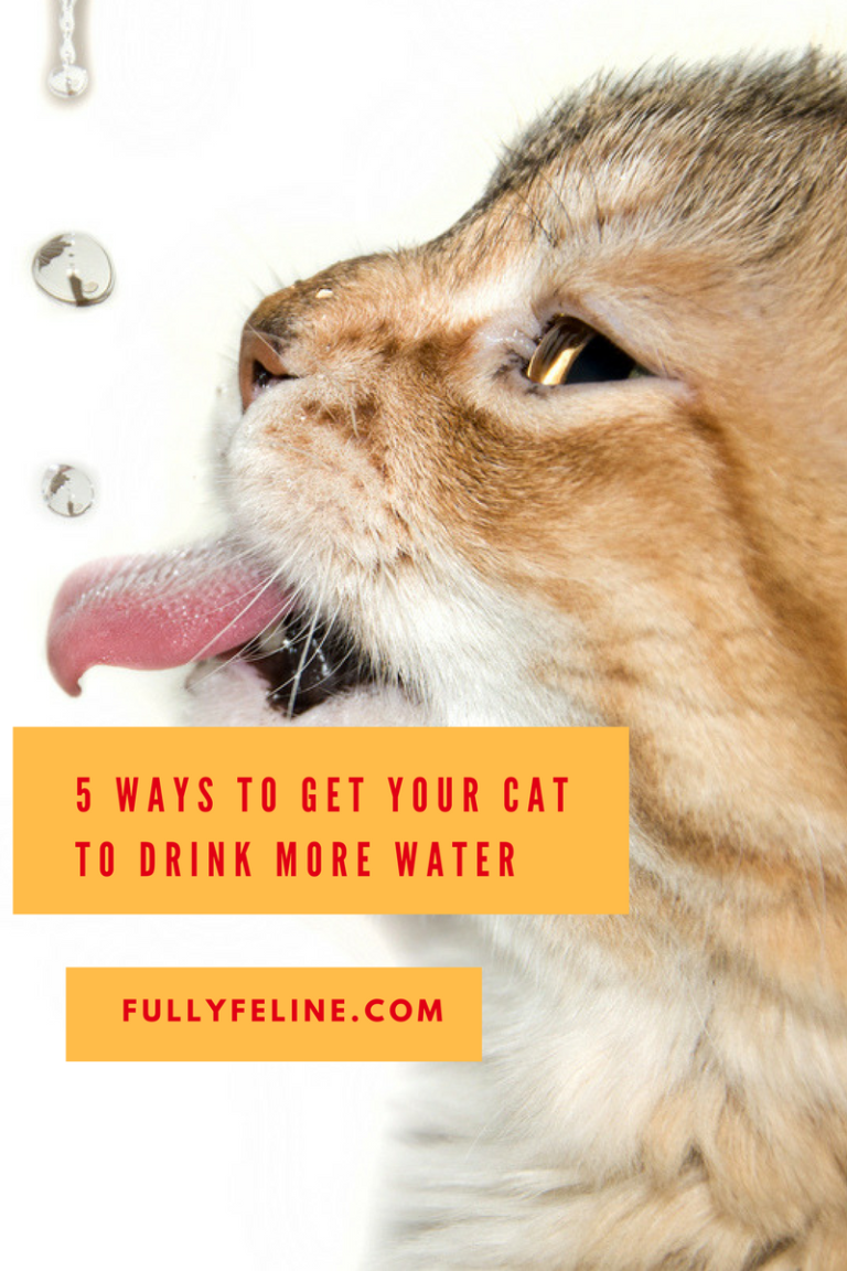 5 Tips To Boost Cat Water Consumption