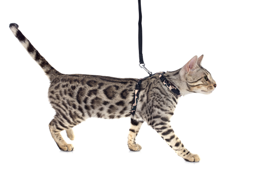 Leash Training Your Cat: 5 Tips For Success - Fully Feline
