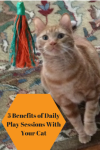 Daily Play Sessions With Your Cat: 5 Reasons It's Good Idea
