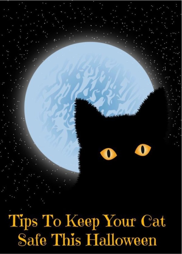Halloween Cat Safety: Protecting Your Cat - Fully Feline
