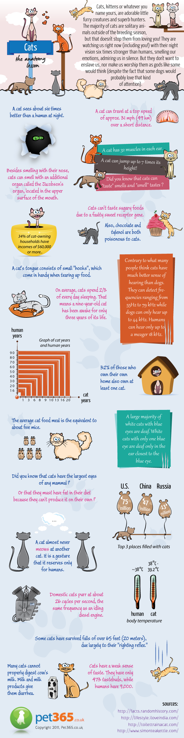 Anatomy Of A Cat (Infographic)