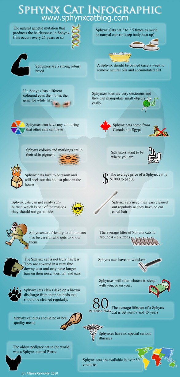 Sphynx Cat: Some Interesting Facts (Infographic)