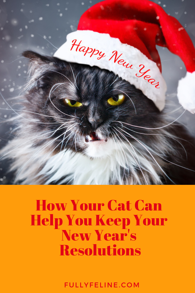 New Year's Resolutions: How Cats Help You Keep Them - Fully Feline