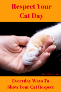 Respect Your Cat Day: 5 Ways To Show Your Cat You Love, and Respect ...