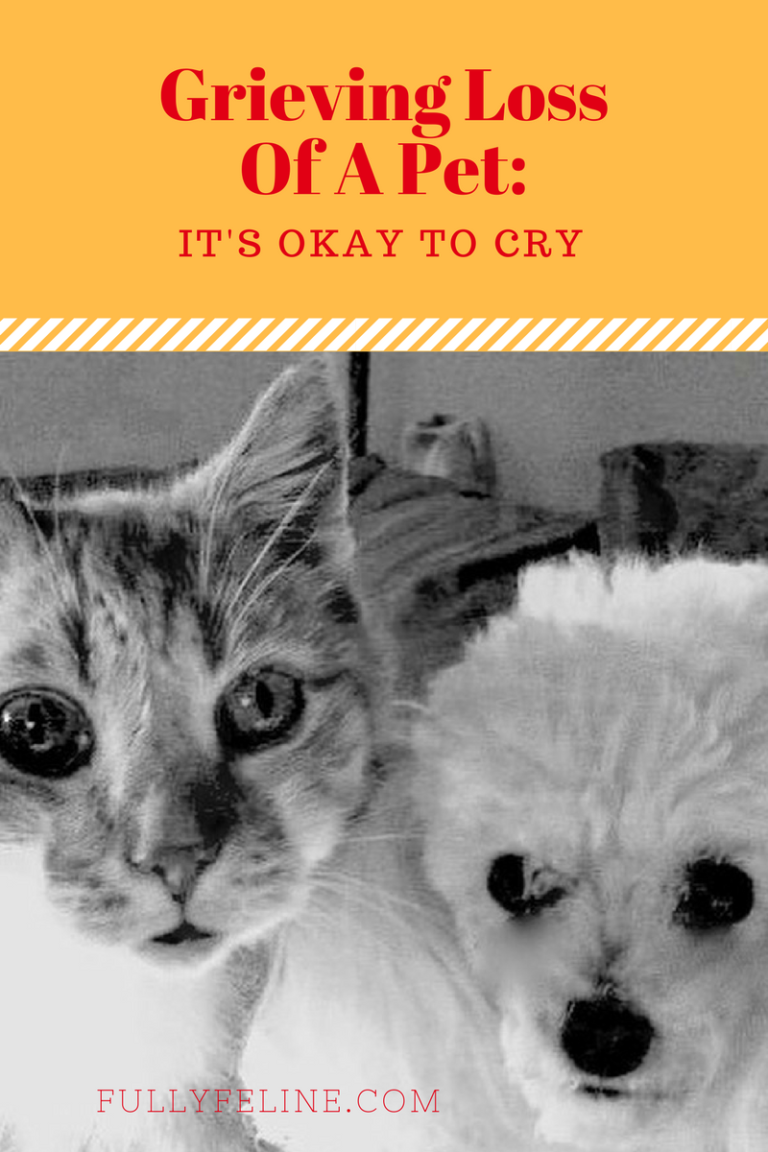 Grieving Loss of a Pet: It’s Okay to Cry - Fully Feline