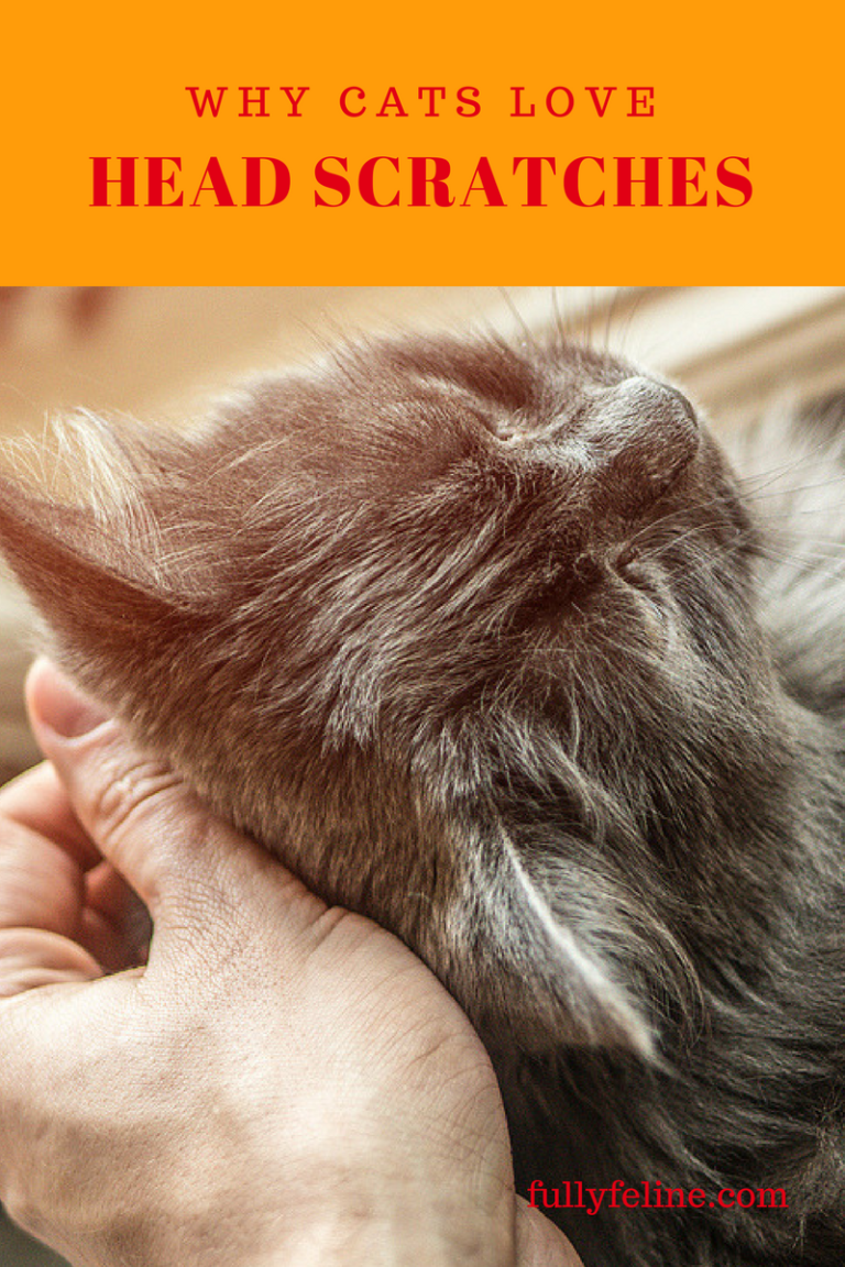 Why Cats Love Head Scratches - Fully Feline