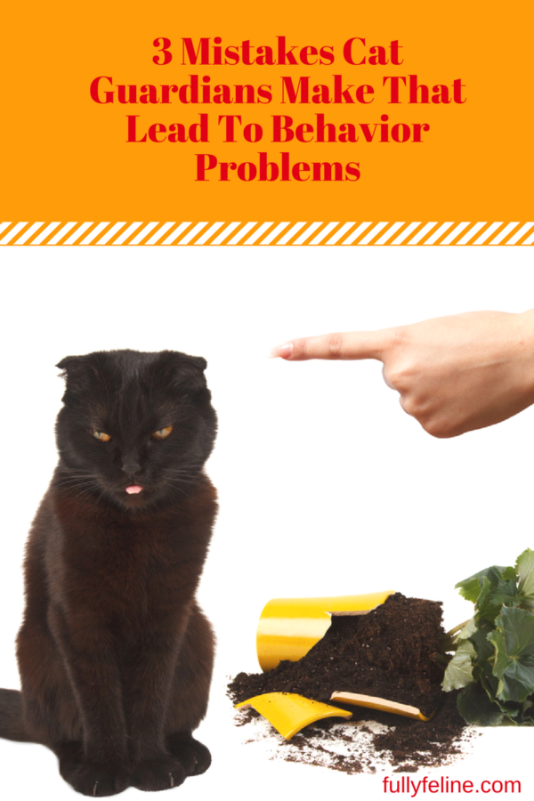 3 Mistakes Cat Guardians Make That Contribute To Cat Behavior Problems ...