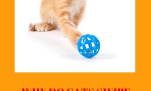 Catnip: Does Your Cat Love It or Leave It?